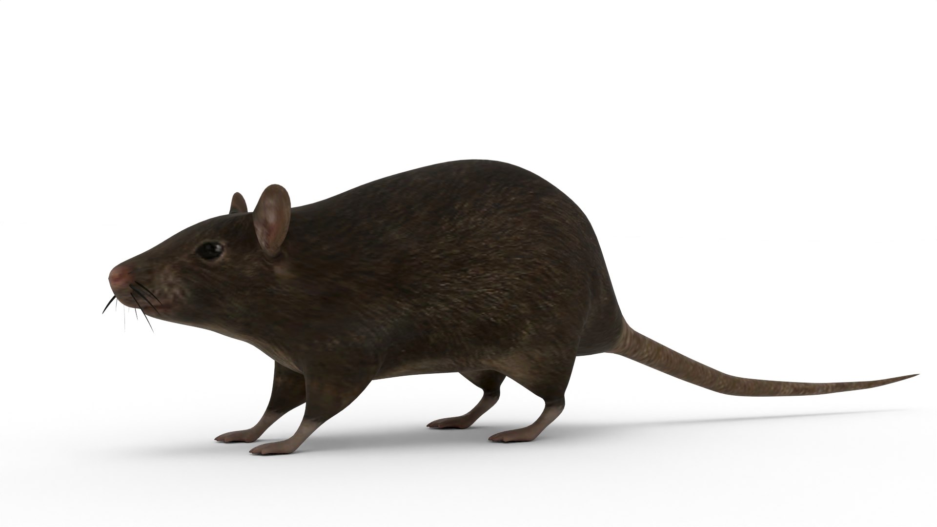 Rats 3D Model - TurboSquid 2296504