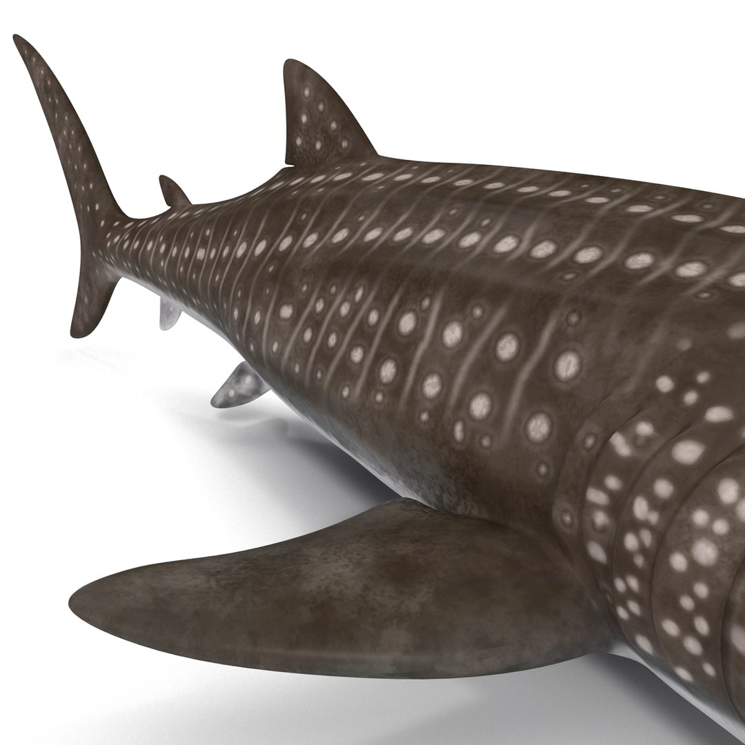 3d whale shark 2 model