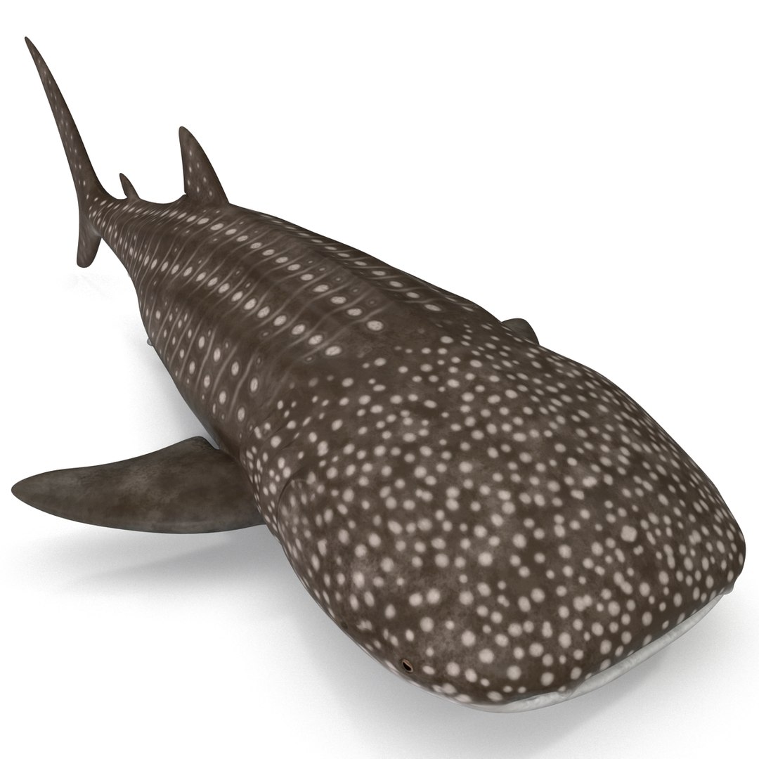 3d whale shark 2 model