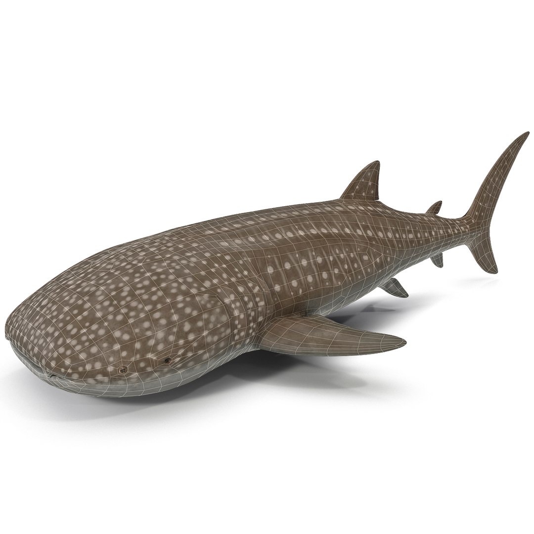 3d whale shark 2 model
