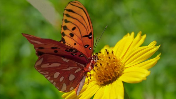 Insect Wing Blender Models for Download | TurboSquid