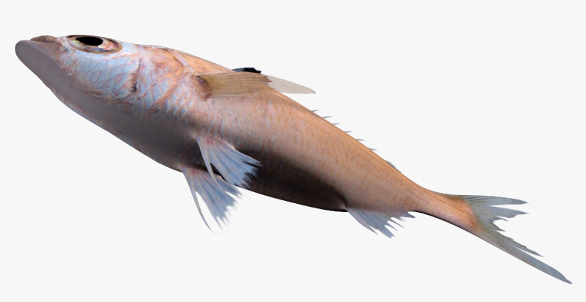 Mojarra Collection 3D - TurboSquid 1813020