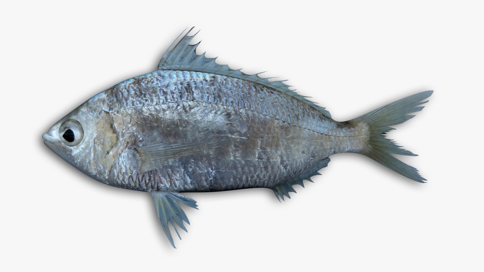 Mojarra Collection 3D - TurboSquid 1813020