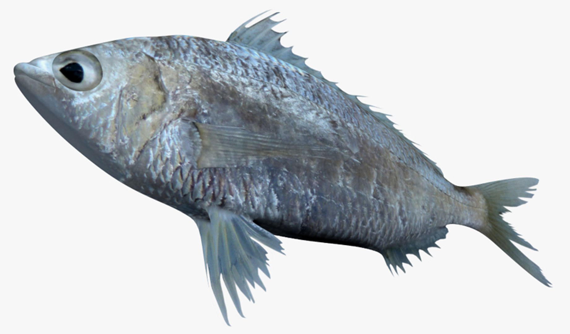 Mojarra Collection 3D - TurboSquid 1813020