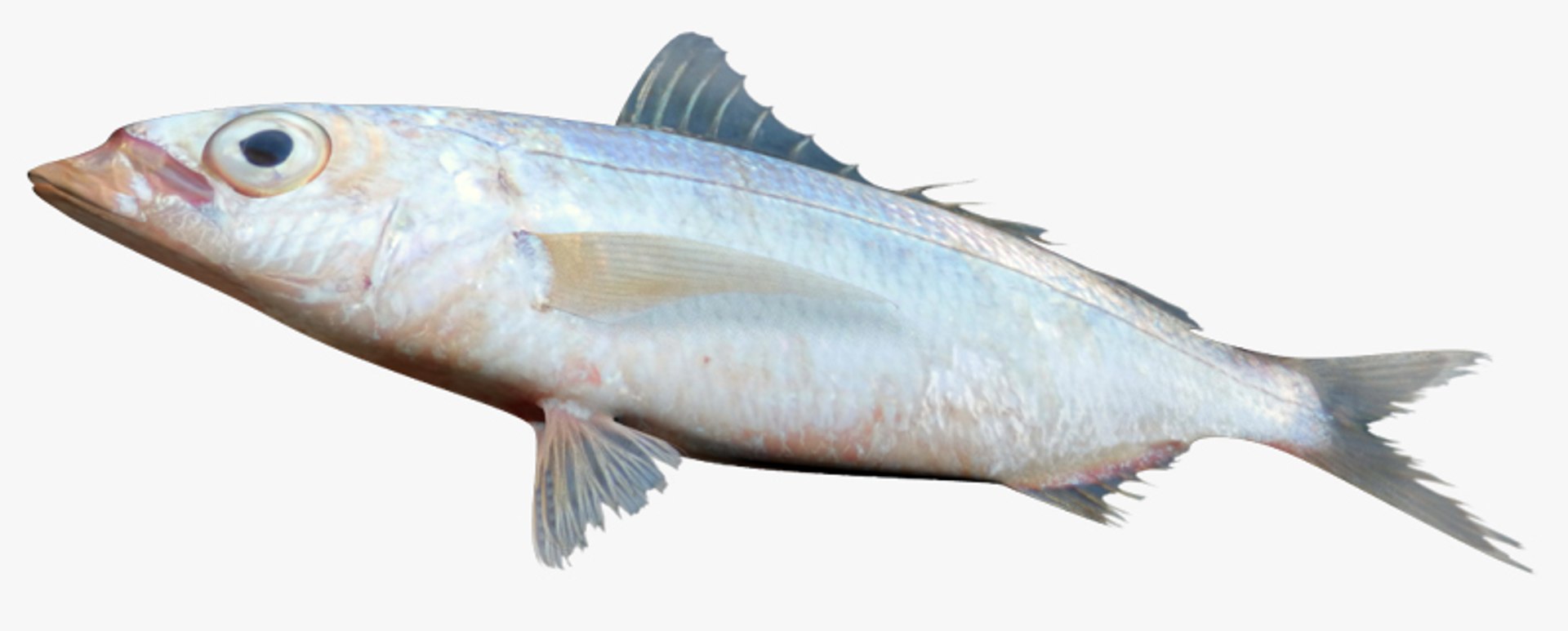 Mojarra Collection 3D - TurboSquid 1813020