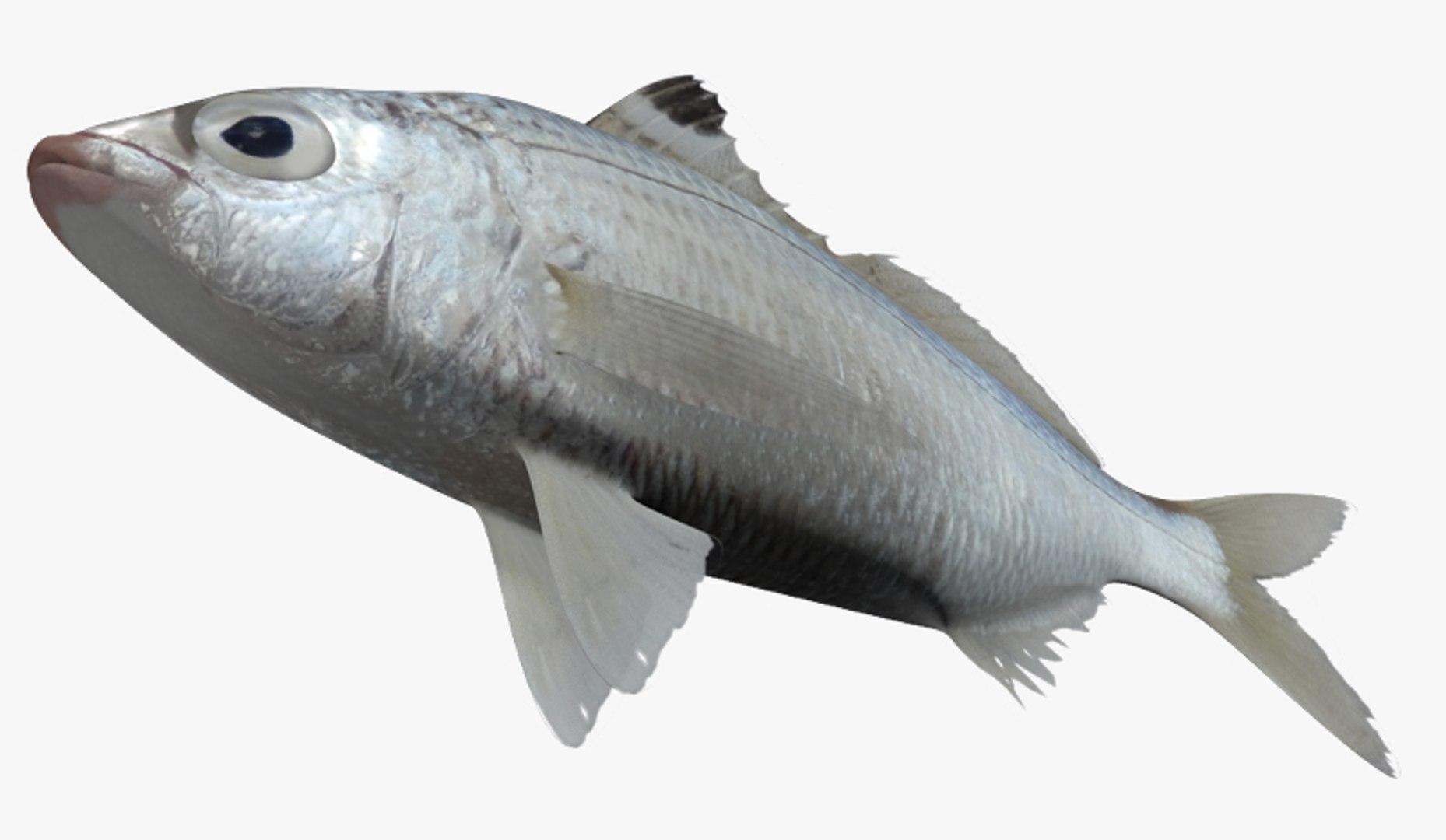 Mojarra Collection 3D - TurboSquid 1813020