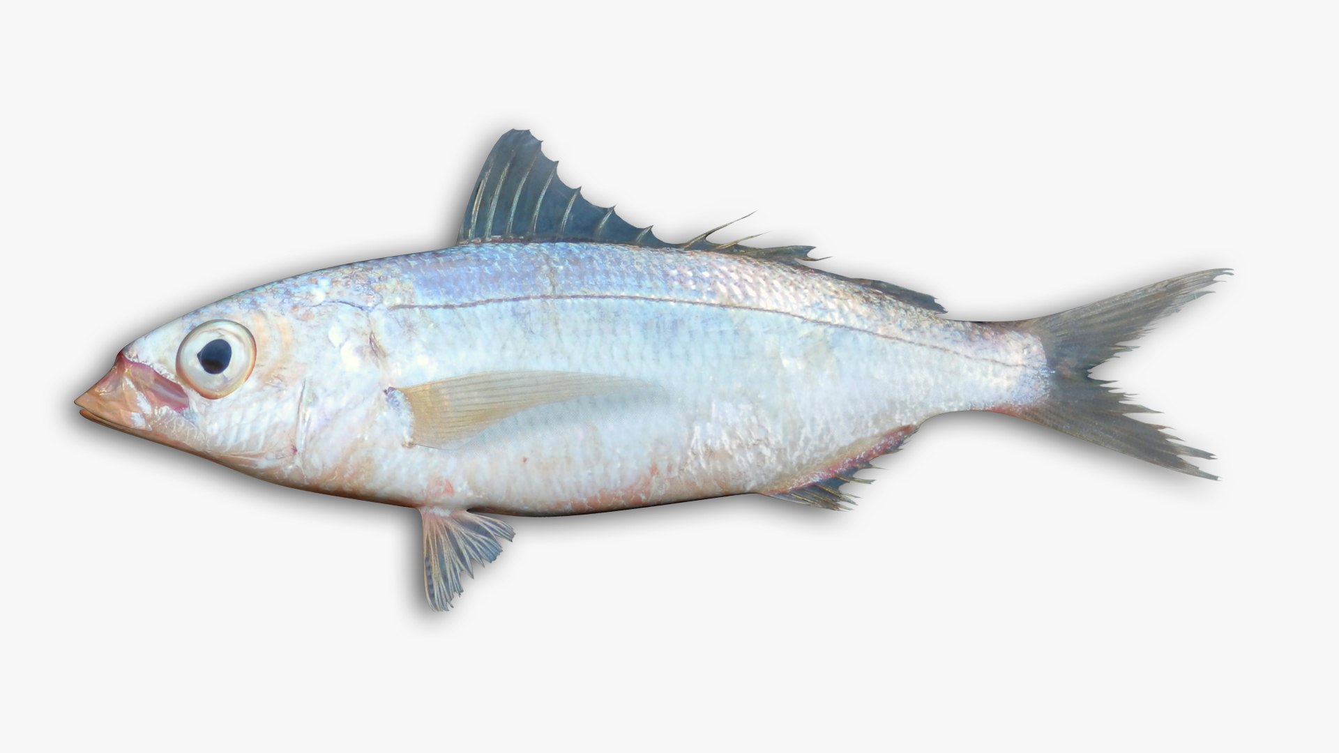Mojarra Collection 3D - TurboSquid 1813020