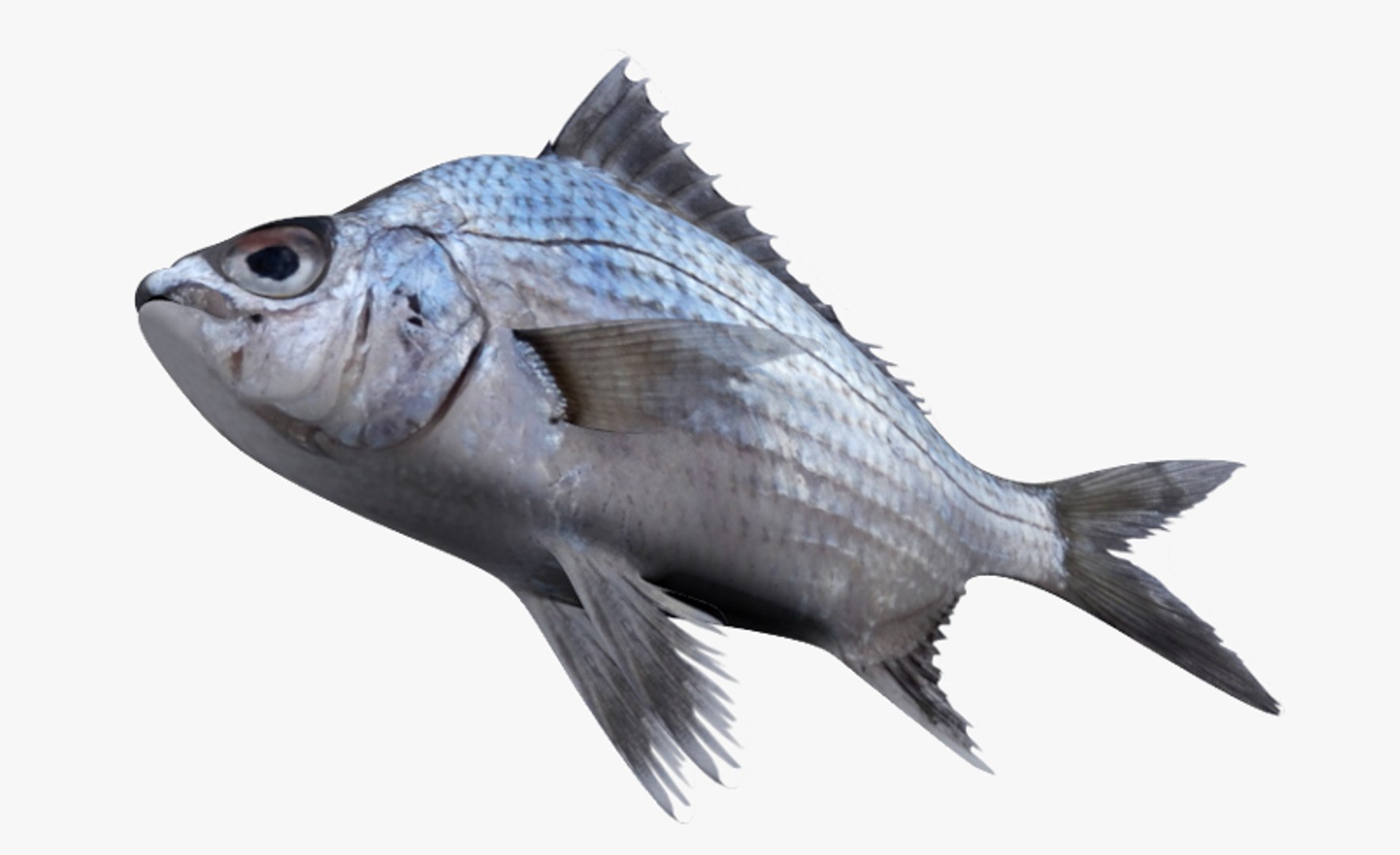 Mojarra Collection 3D - TurboSquid 1813020