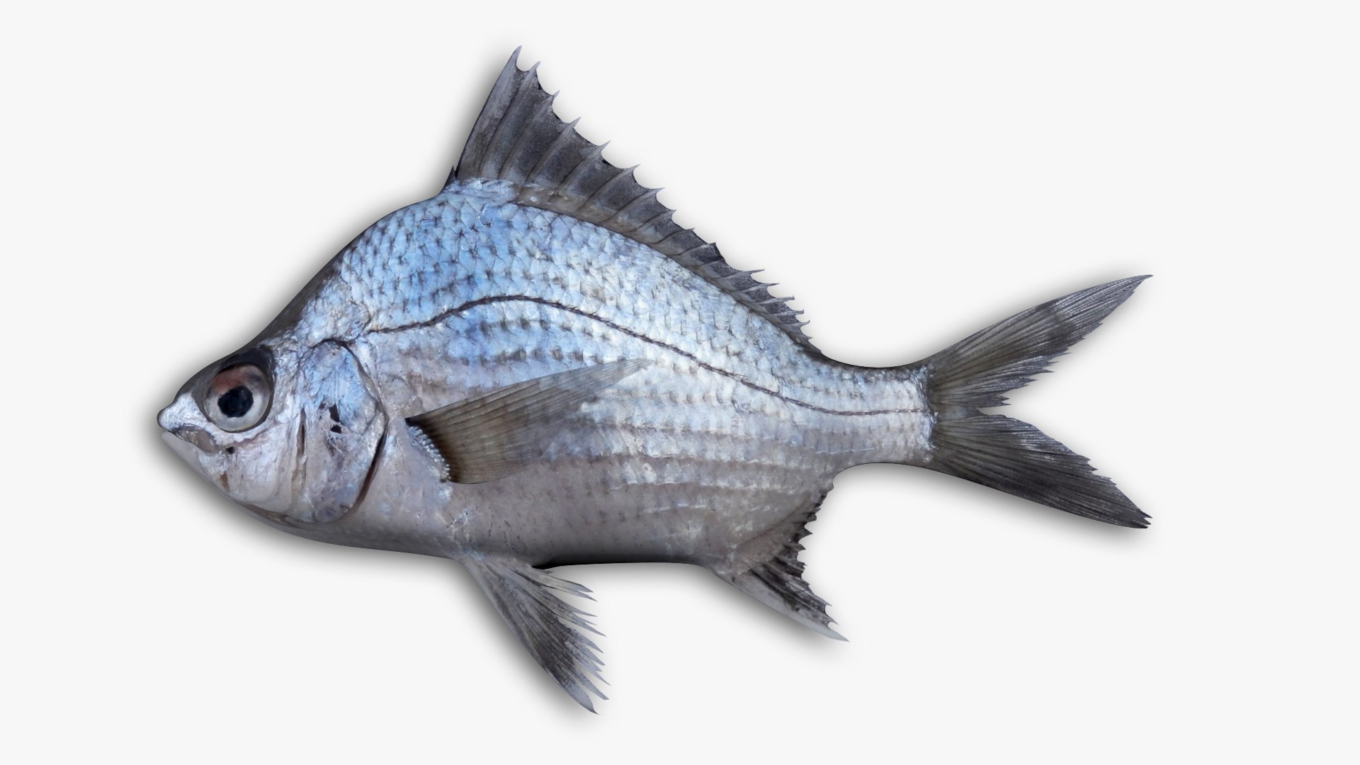 Mojarra Collection 3D - TurboSquid 1813020