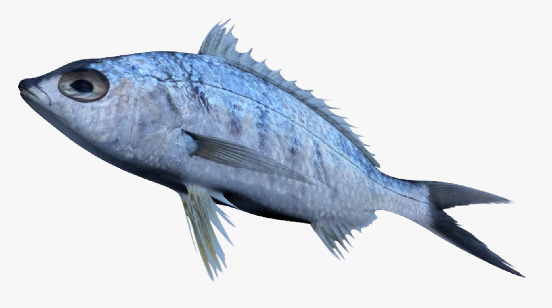 Mojarra Collection 3D - TurboSquid 1813020