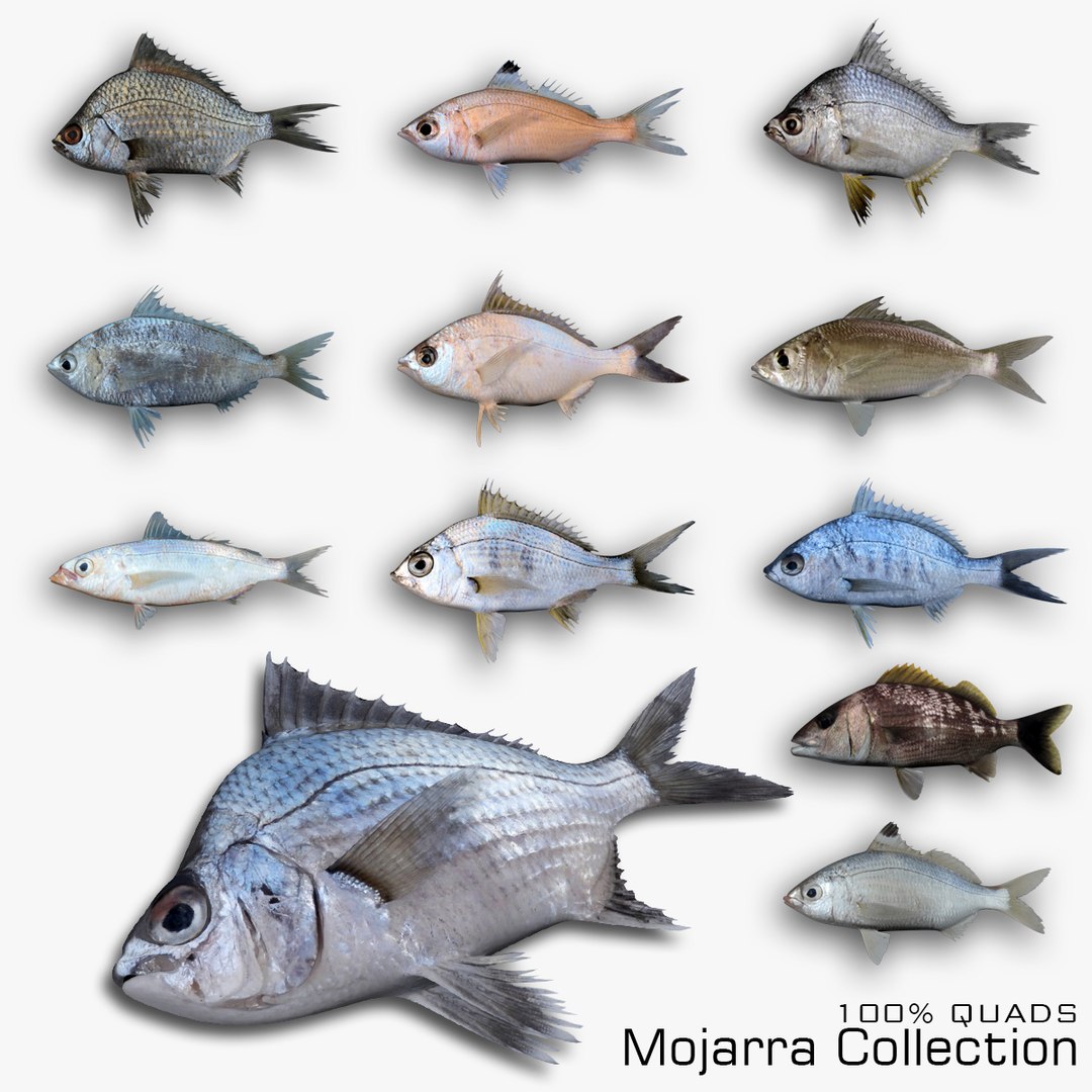Mojarra Collection 3D - TurboSquid 1813020