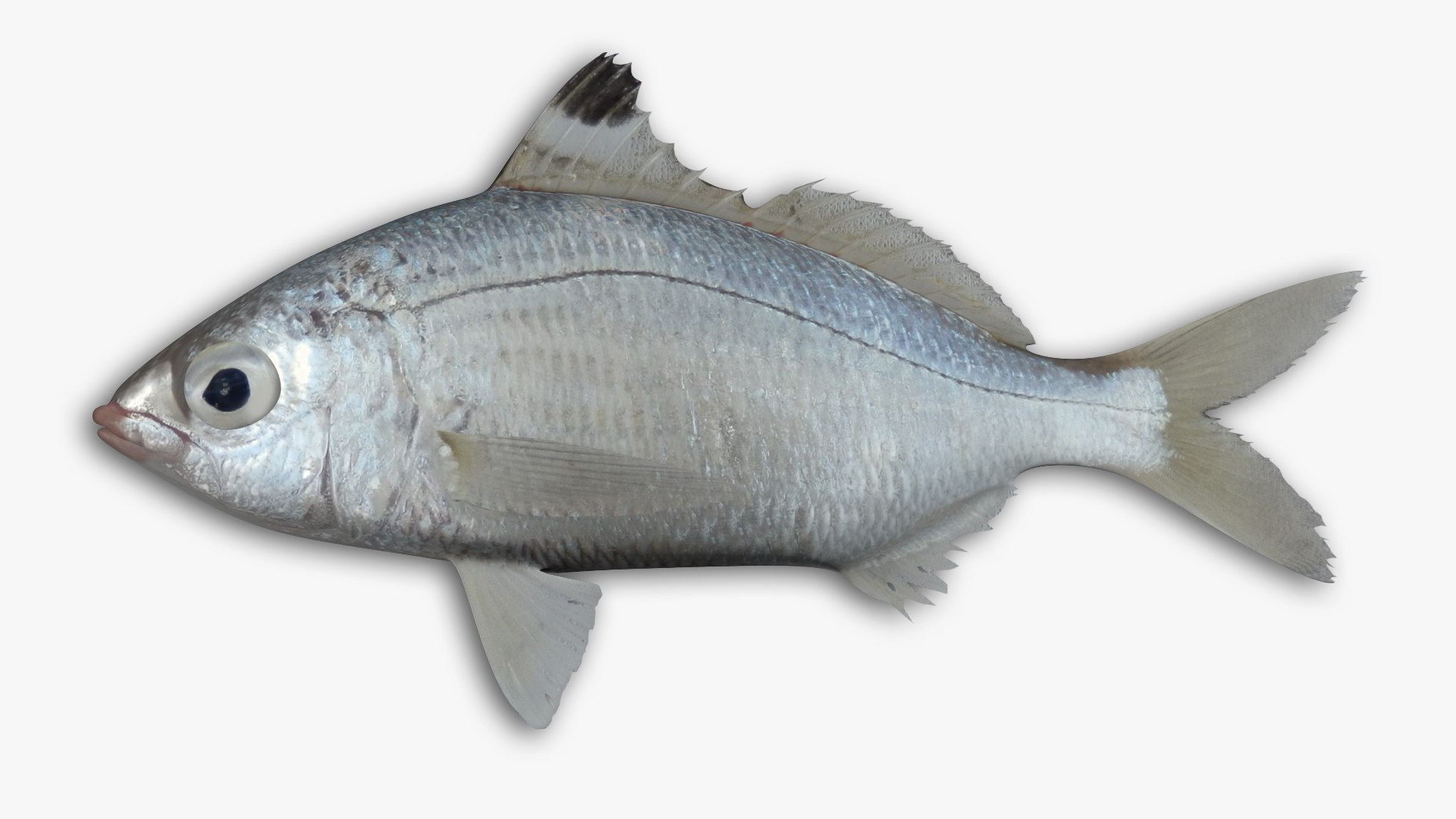 Mojarra Collection 3D - TurboSquid 1813020