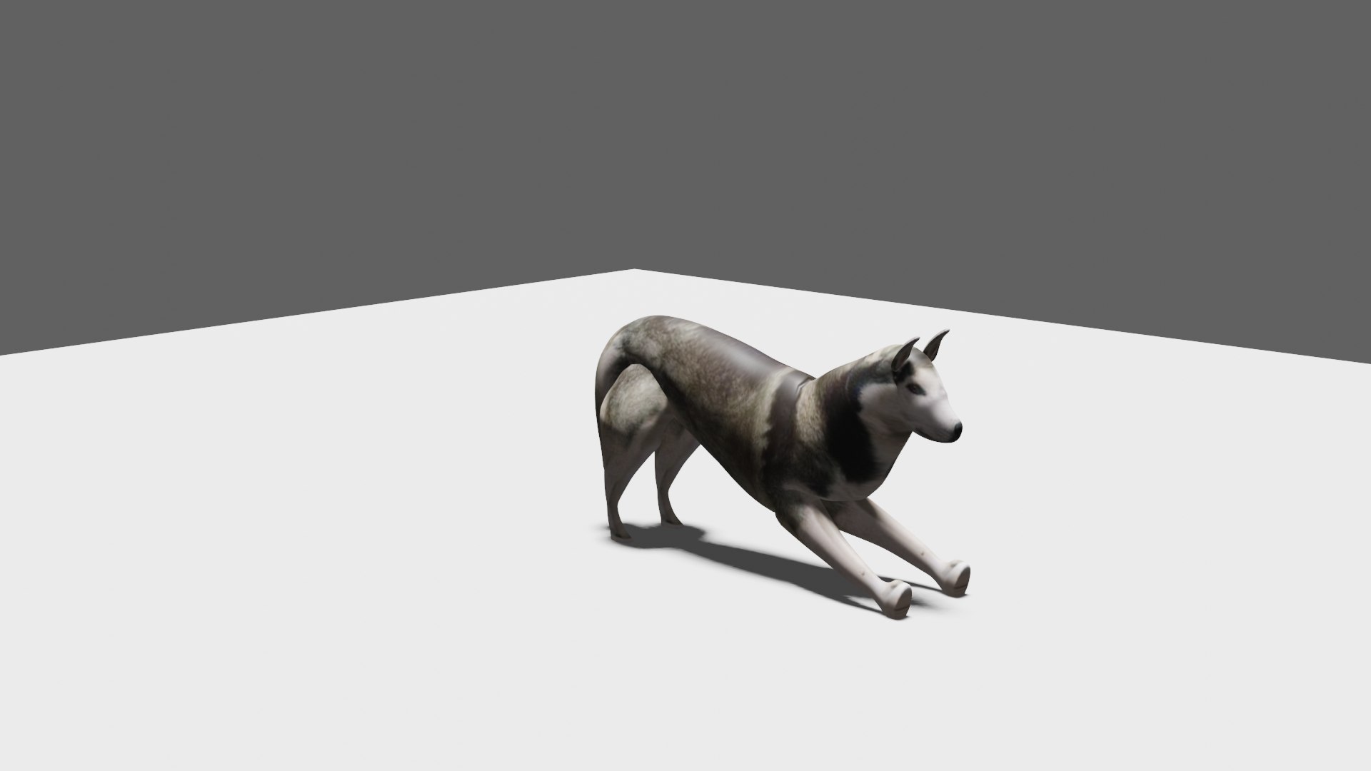 Husky 3D Model - TurboSquid 2076139