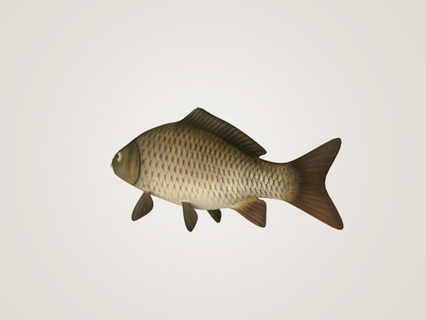 3d cyprinus carpio