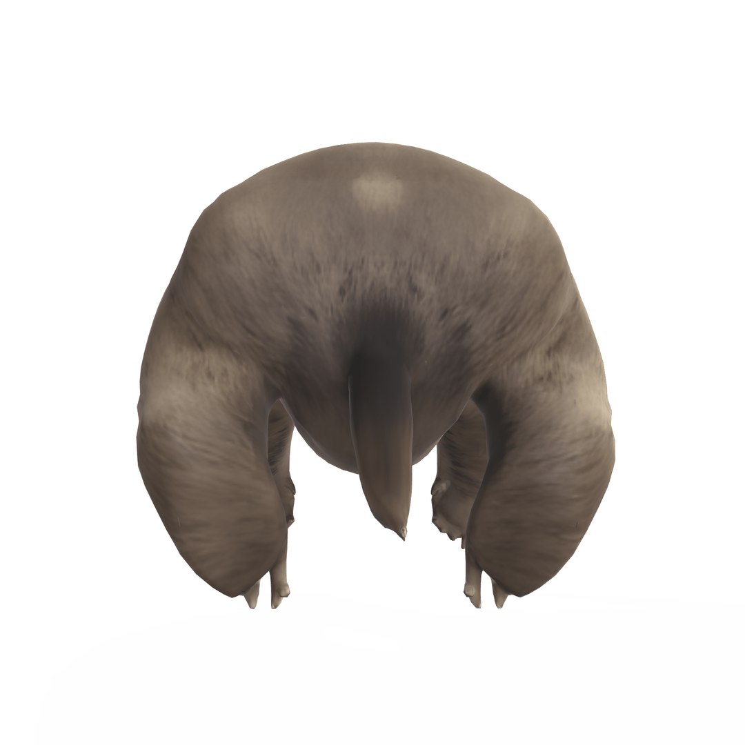 Chill The Stylized Sloth 3D Model - TurboSquid 2324780
