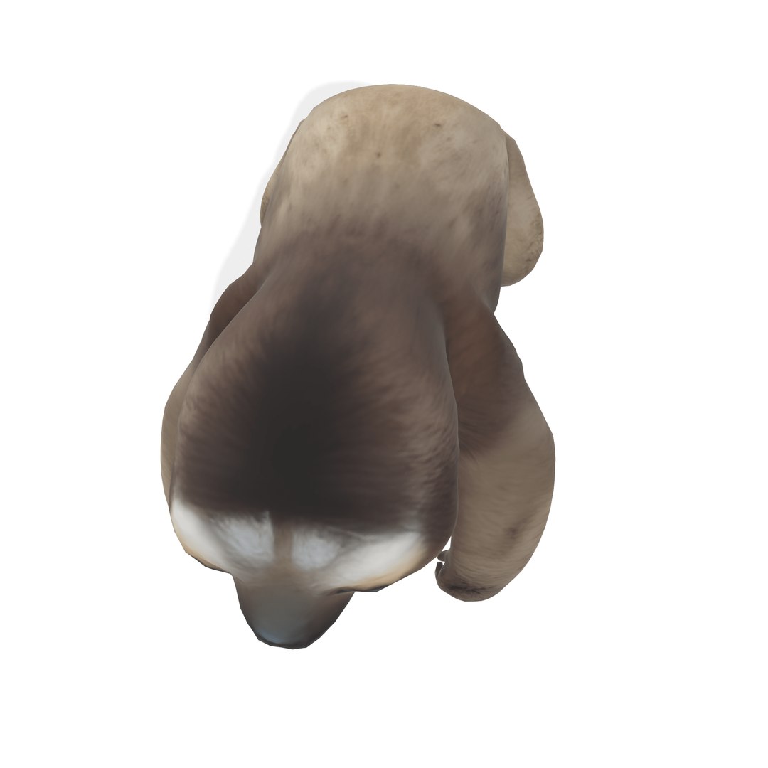 Chill The Stylized Sloth 3D Model - TurboSquid 2324780