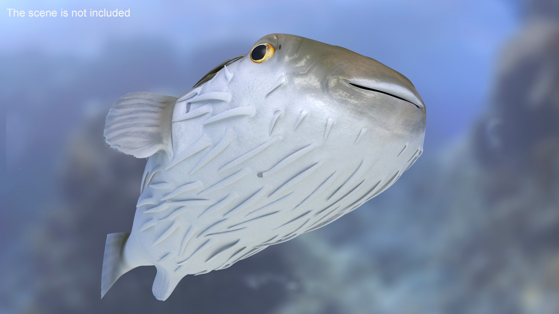 3D Puffer Fish Model - TurboSquid 2191849