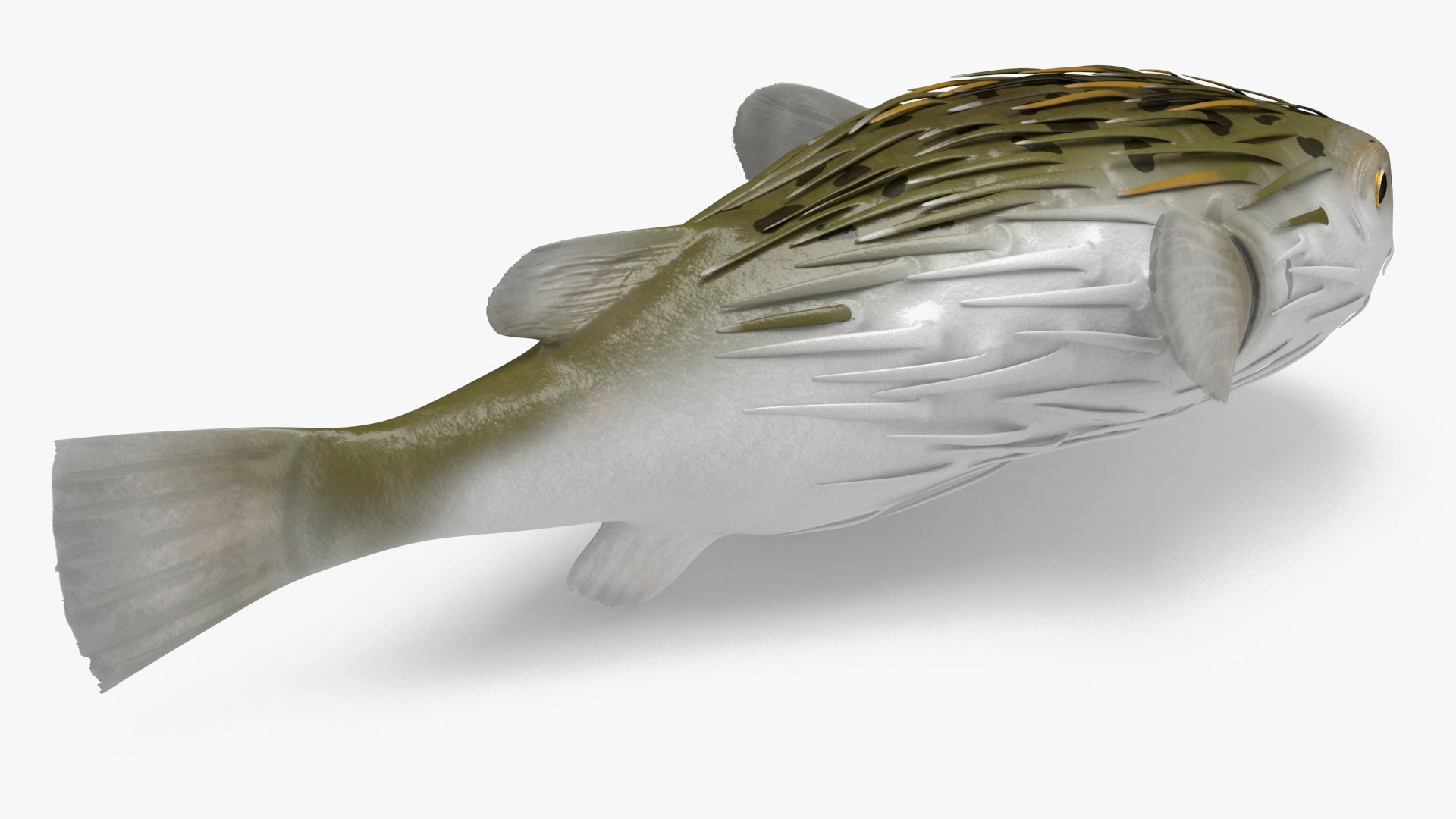 3D Puffer Fish Model - TurboSquid 2191849