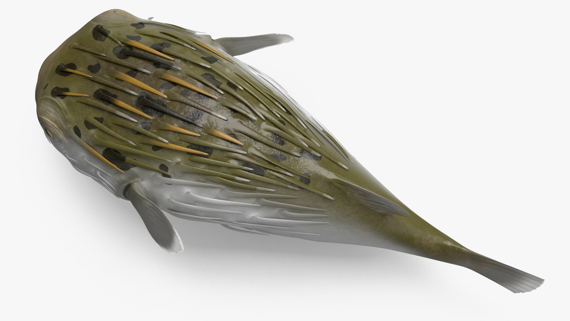 3D Puffer Fish Model - TurboSquid 2191849