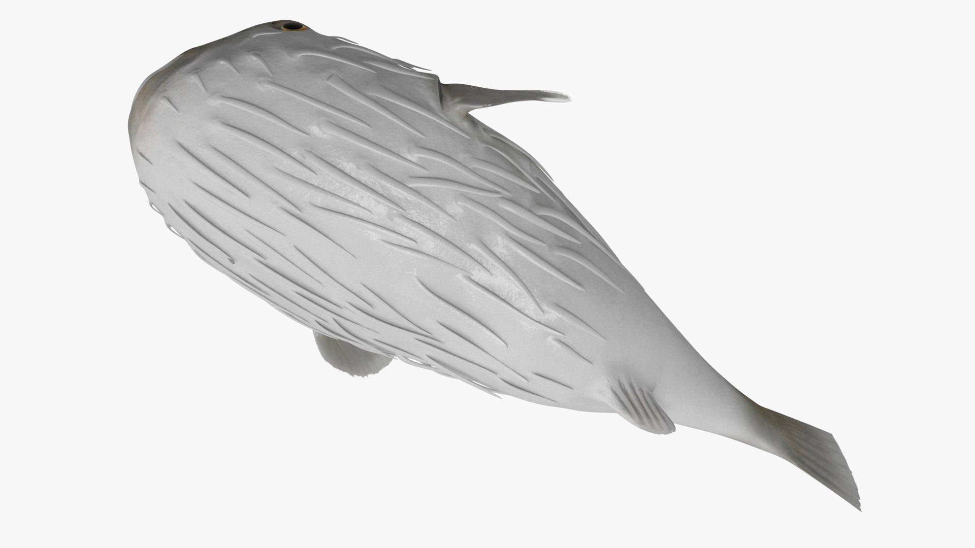 3D Puffer Fish Model - TurboSquid 2191849