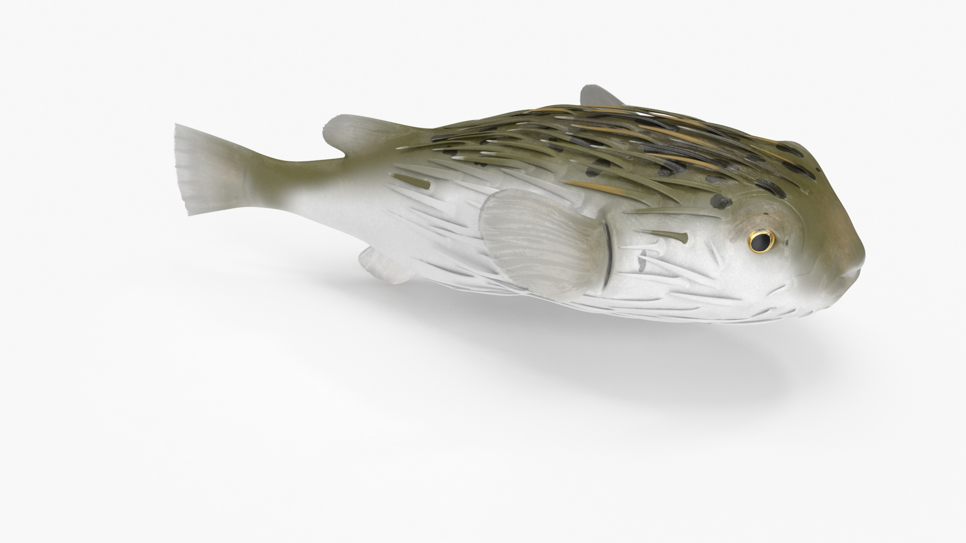 3D Puffer Fish Model - TurboSquid 2191849