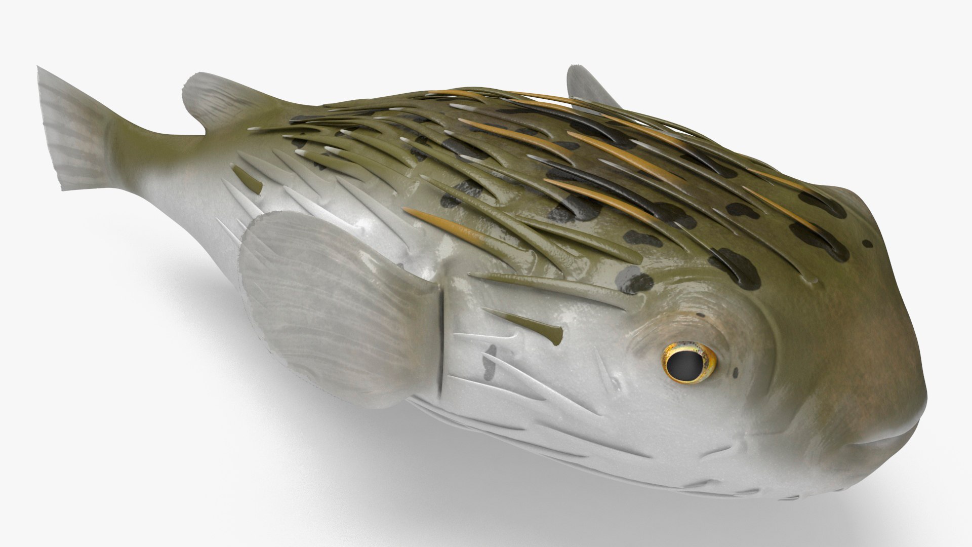 3D Puffer Fish Model - TurboSquid 2191849