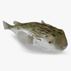 Free 3D Puffer-Fish Models | TurboSquid