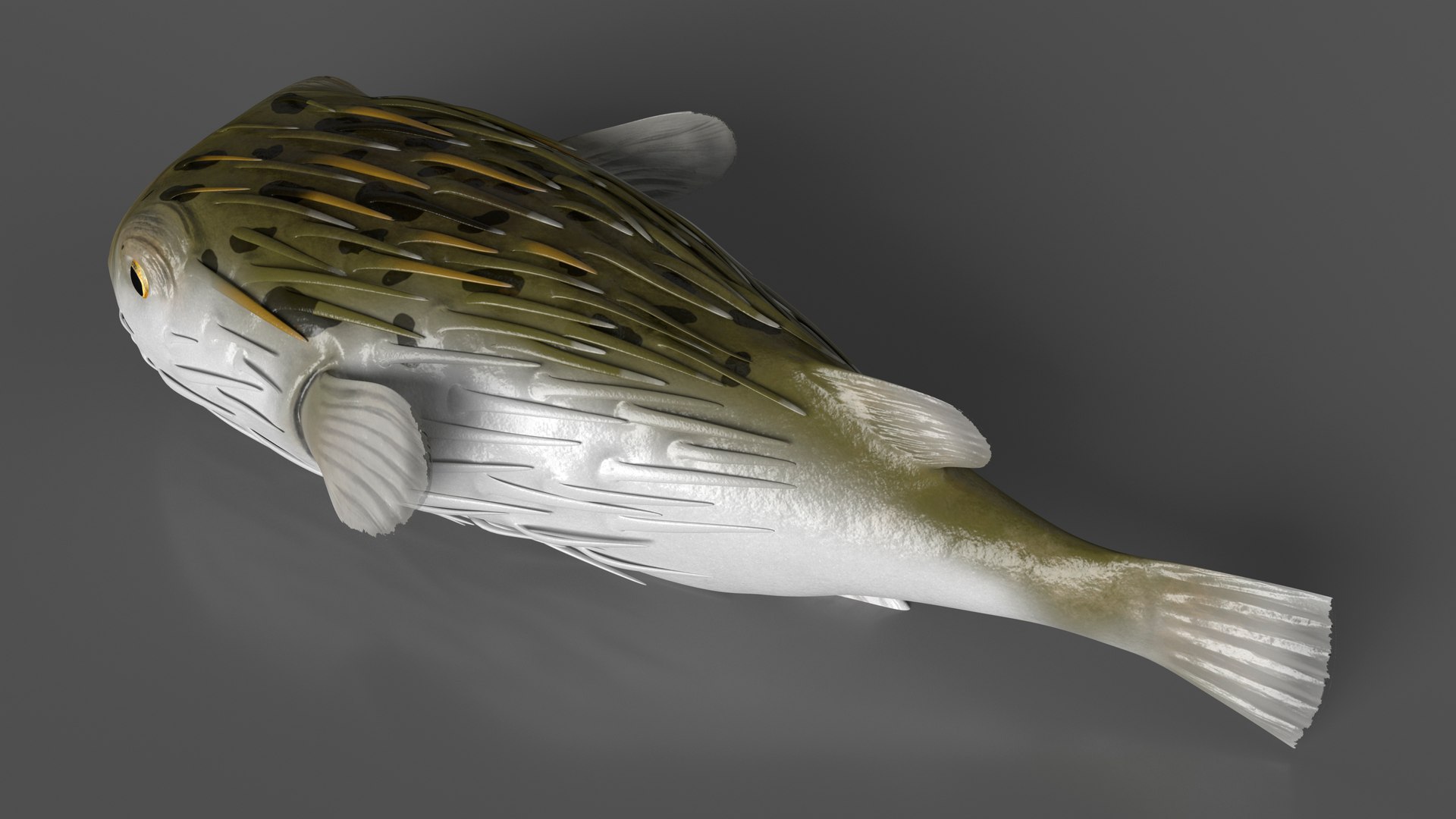 3D Puffer Fish Model - TurboSquid 2191849