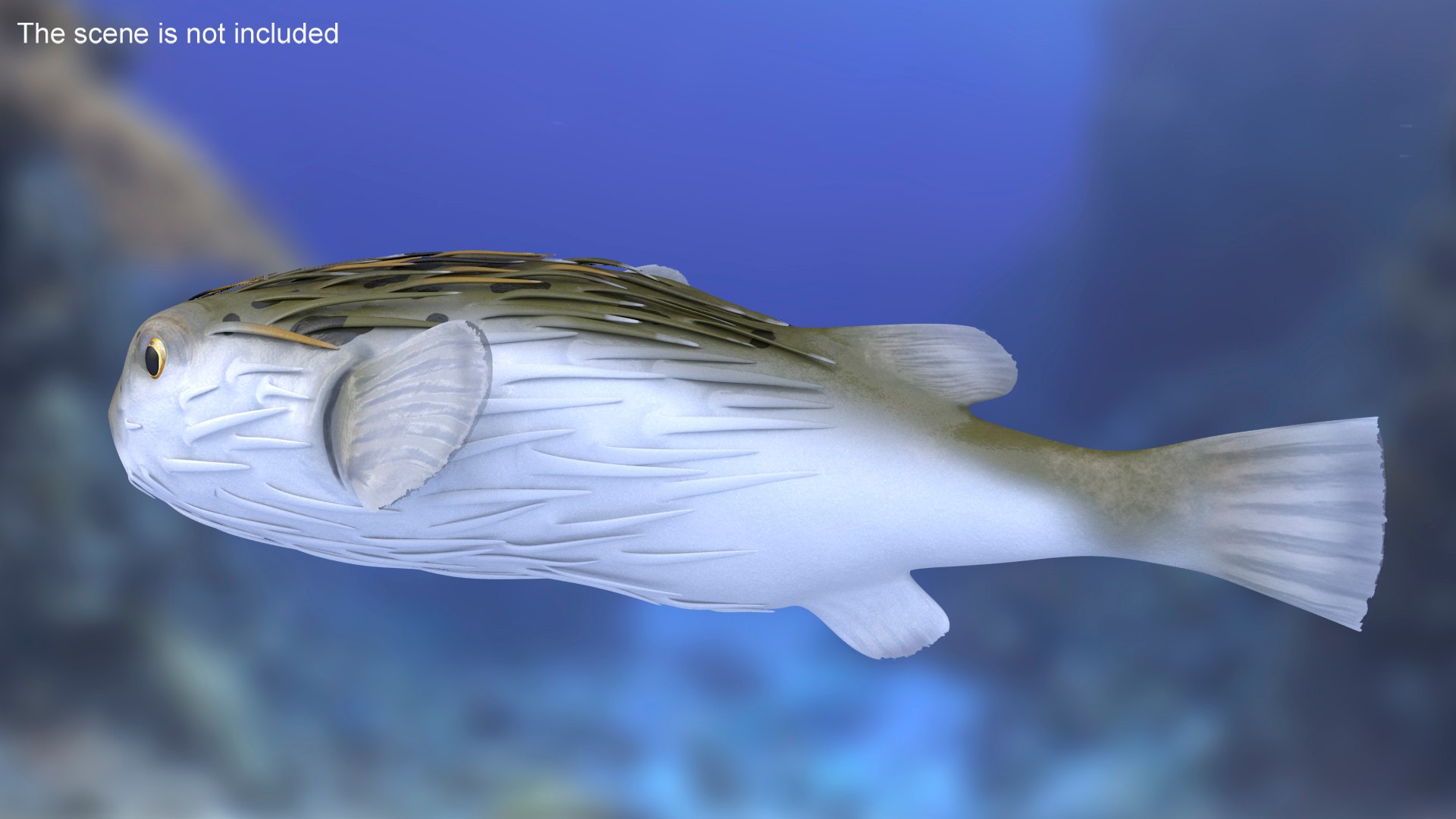 3D Puffer Fish Model - TurboSquid 2191849