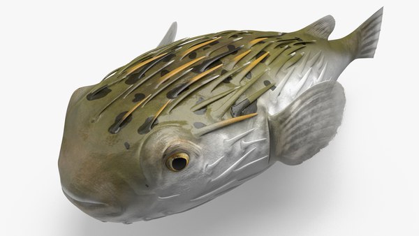 modelo 3d Pez globo - TurboSquid 2191849