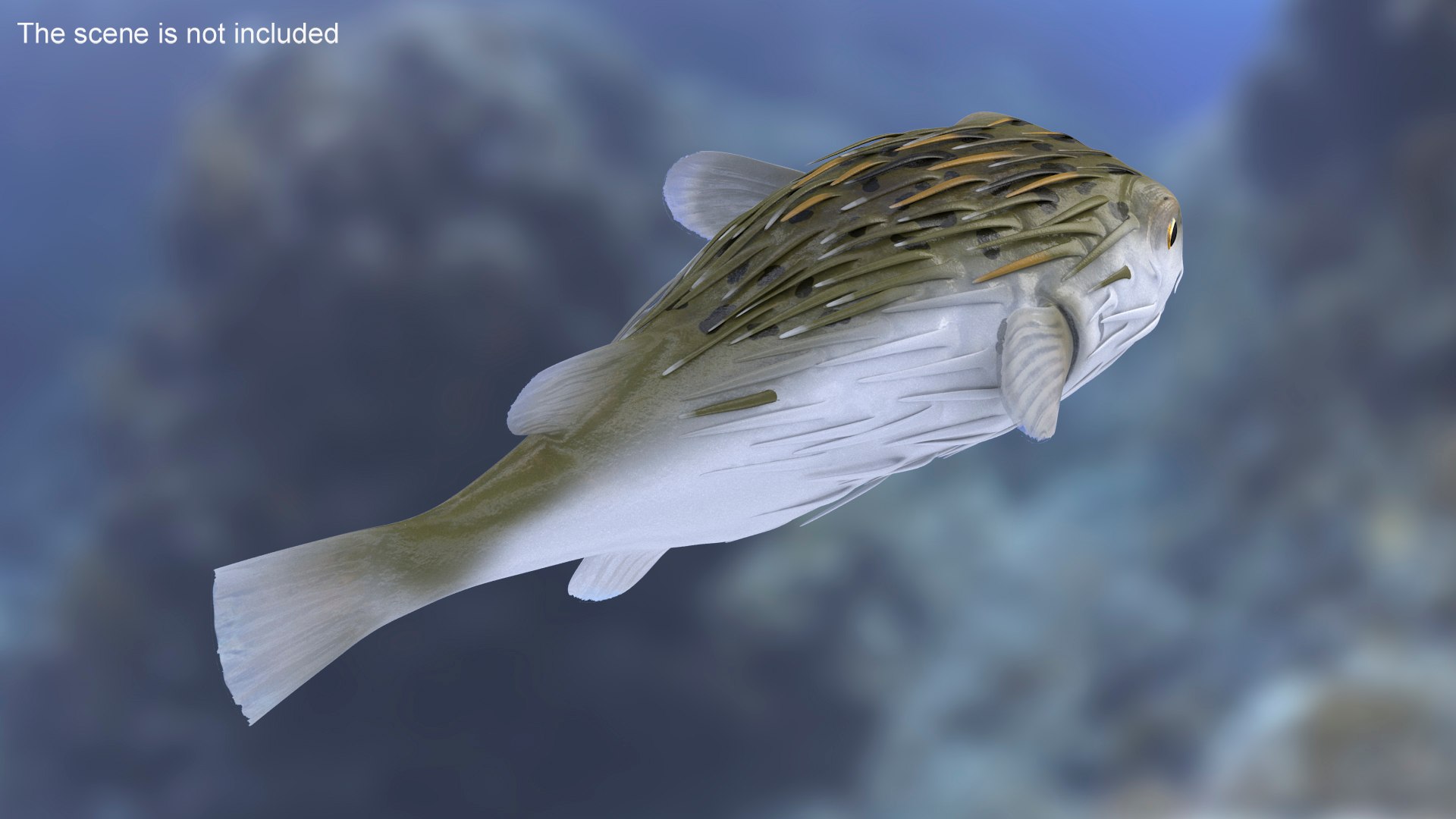 3D Puffer Fish Model - TurboSquid 2191849