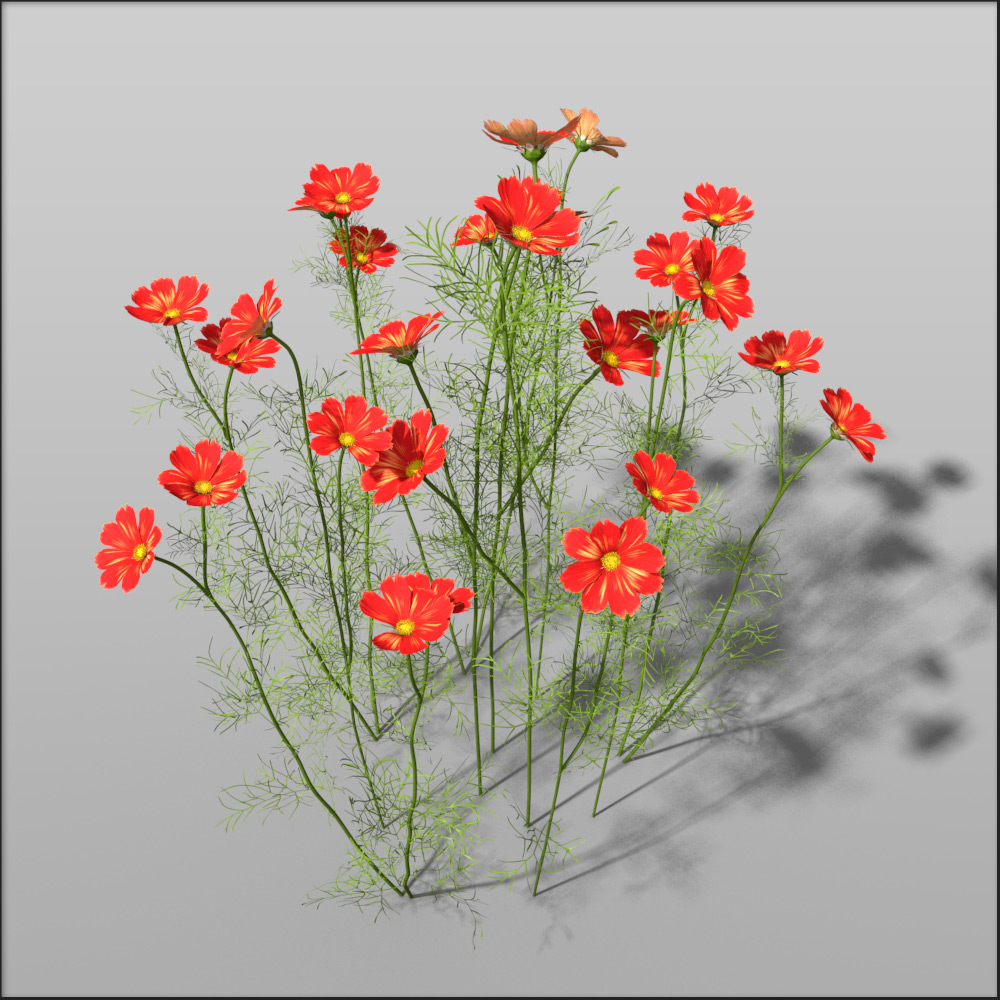 cosmos blossoms 3d c4d