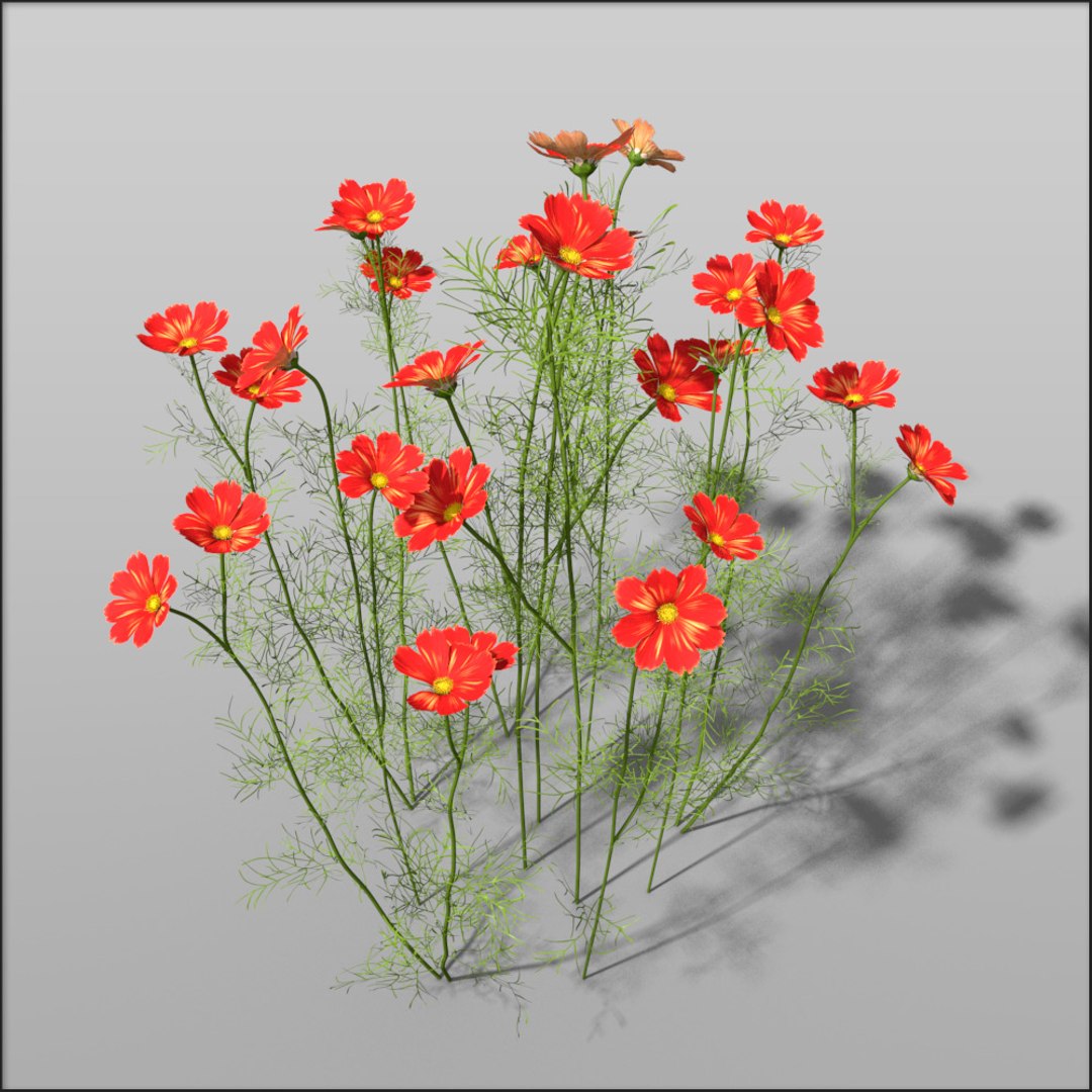Cosmos Blossoms 3d C4d