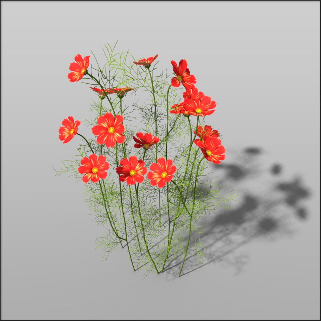 Cosmos Blossoms 3d C4d