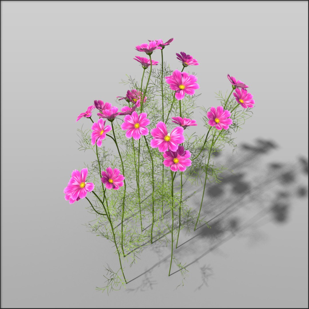 Cosmos Blossoms 3d C4d