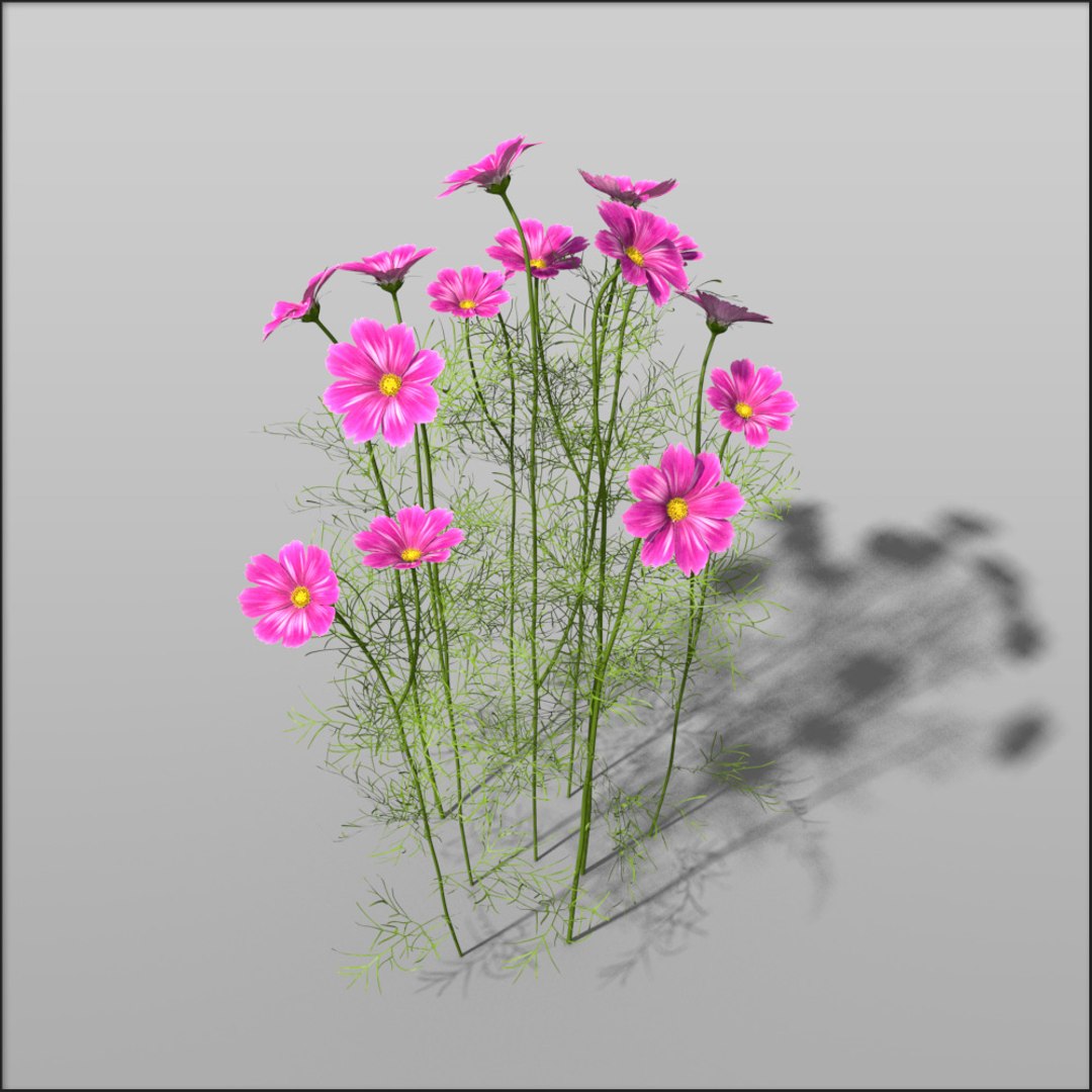 Cosmos Blossoms 3d C4d
