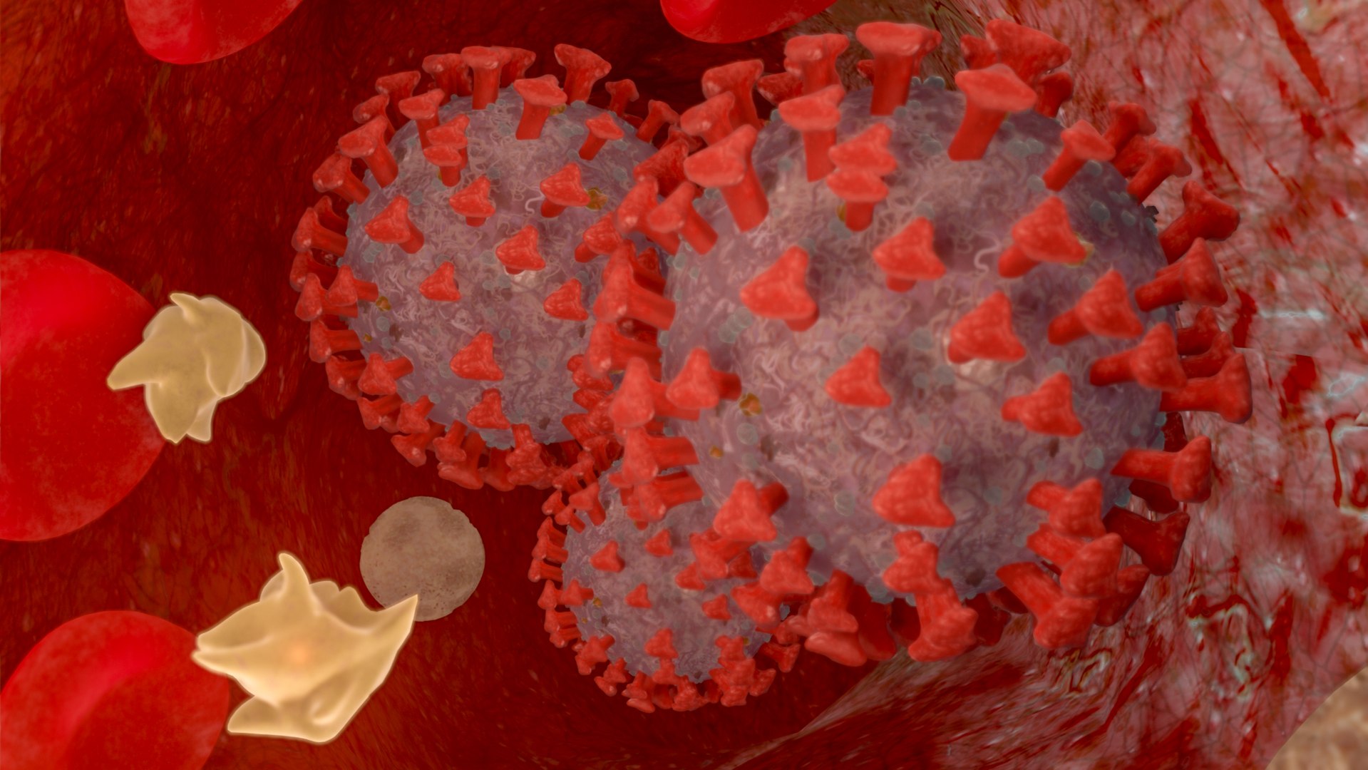 Platelets Blood 3D Model - TurboSquid 1545650