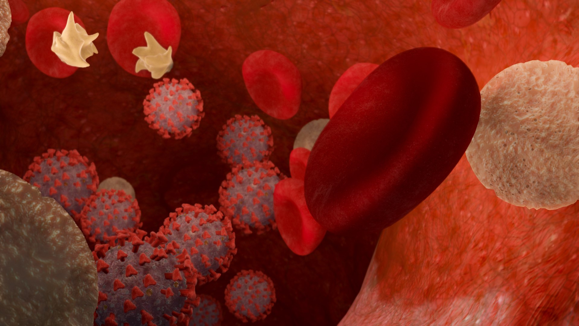 Platelets Blood 3D Model - TurboSquid 1545650