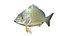 50 Fish Sea Creatures Collection V1 3D Model - TurboSquid 2557856
