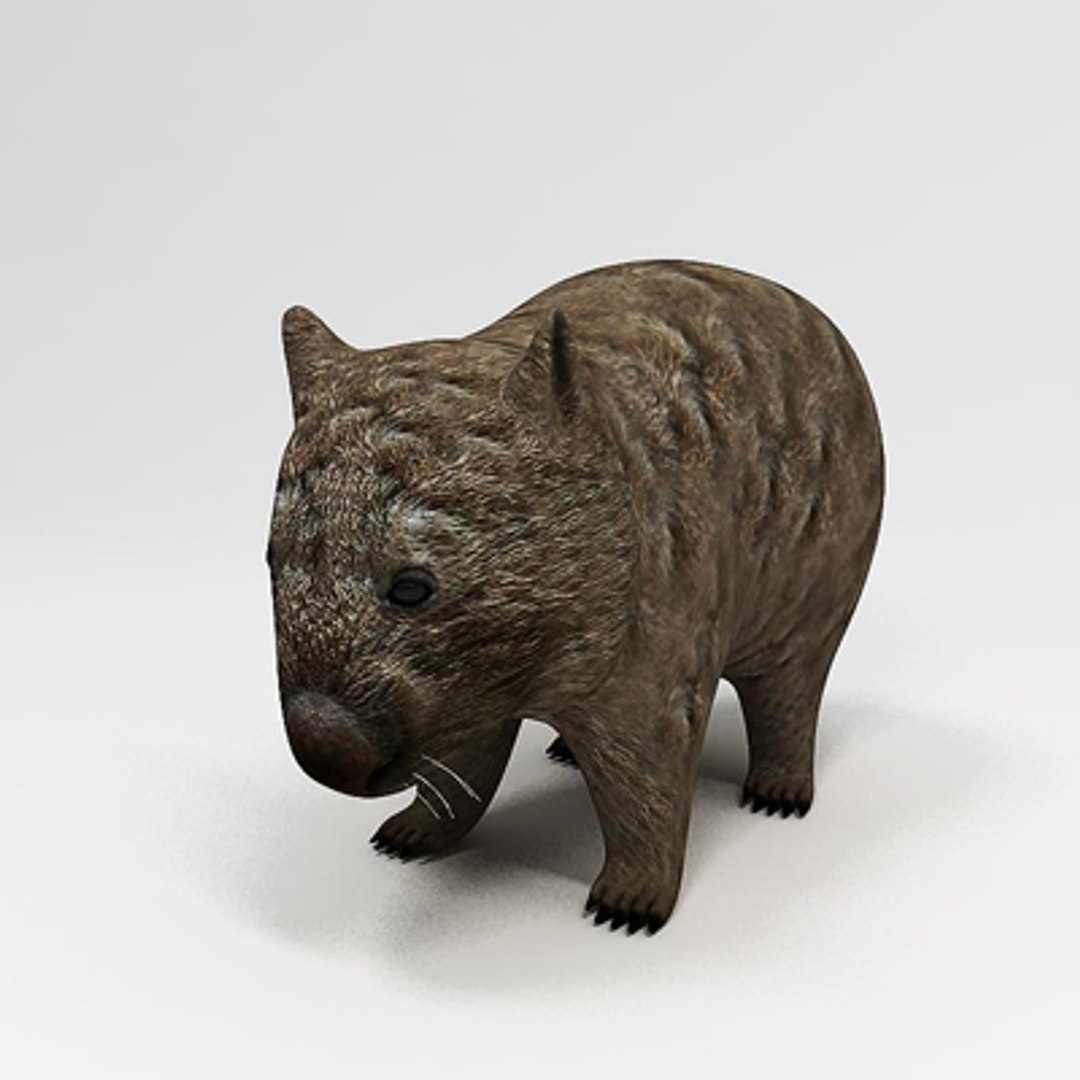 Wombat Animals Marsupials 3d Model