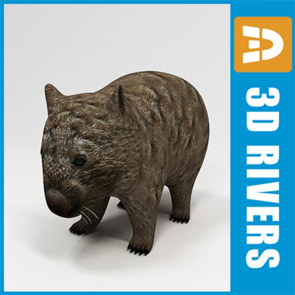 Wombat 3D Models for Download | TurboSquid