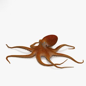 Octopus 3D Models for Download | TurboSquid