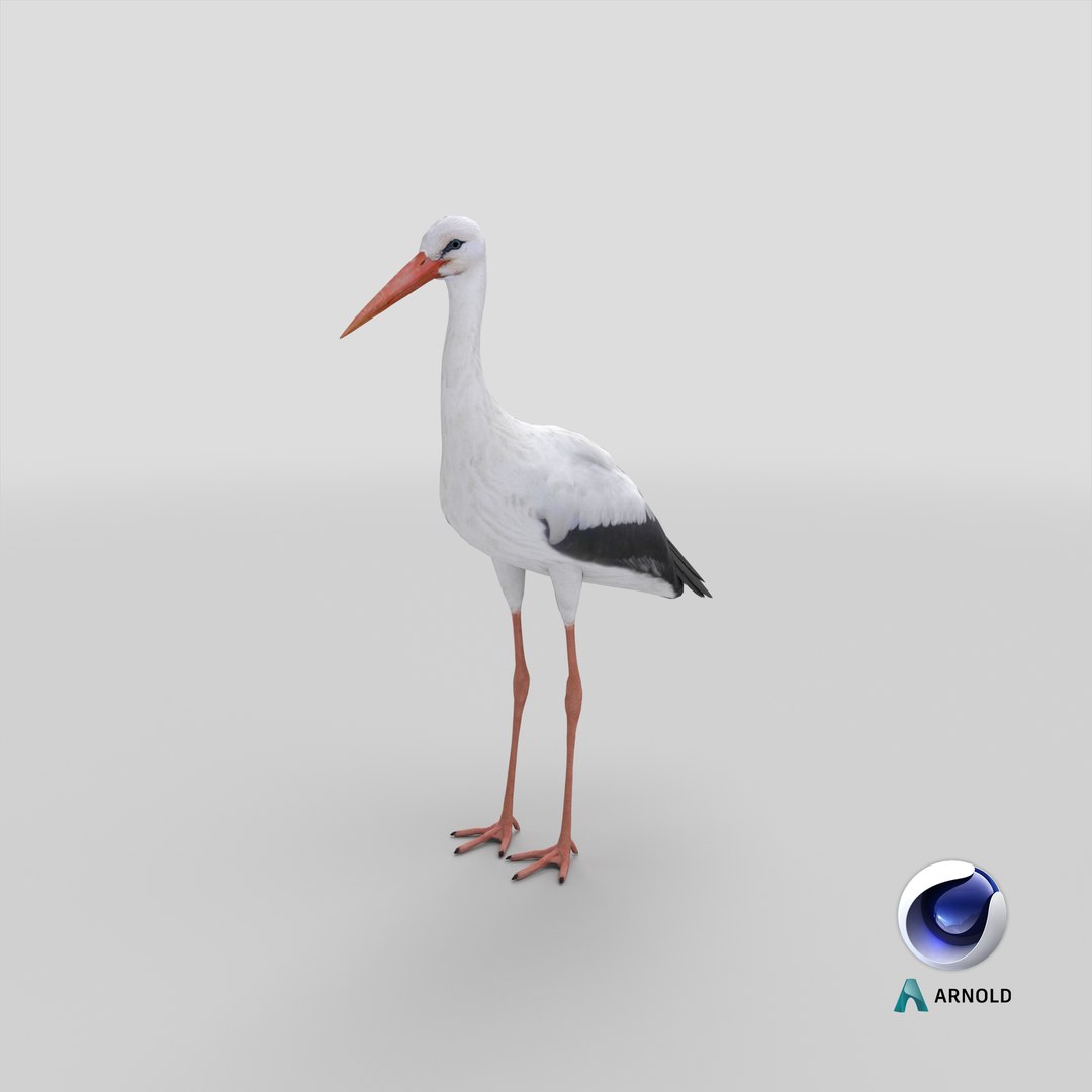 White Stork 3D Model - TurboSquid 1909075