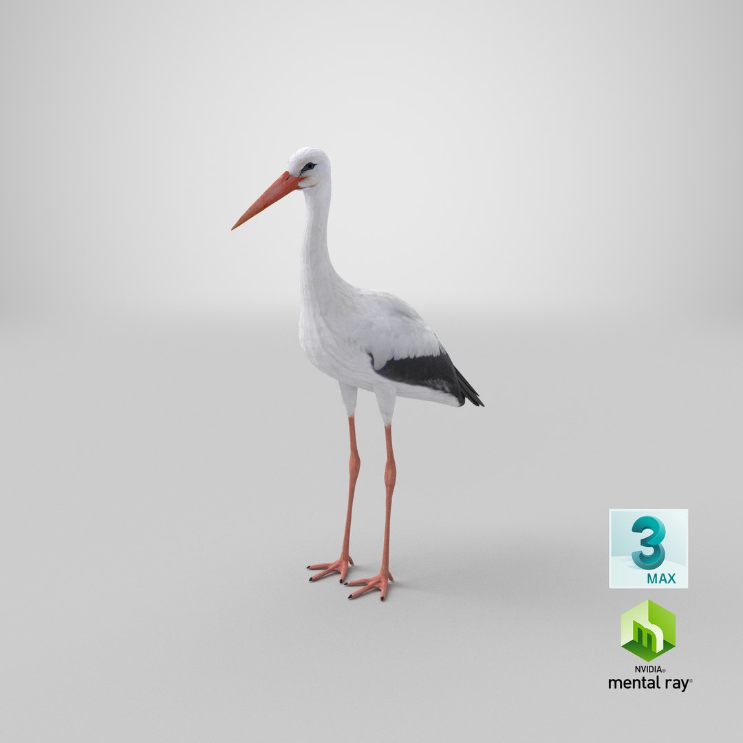 White Stork 3D model - TurboSquid 1909075