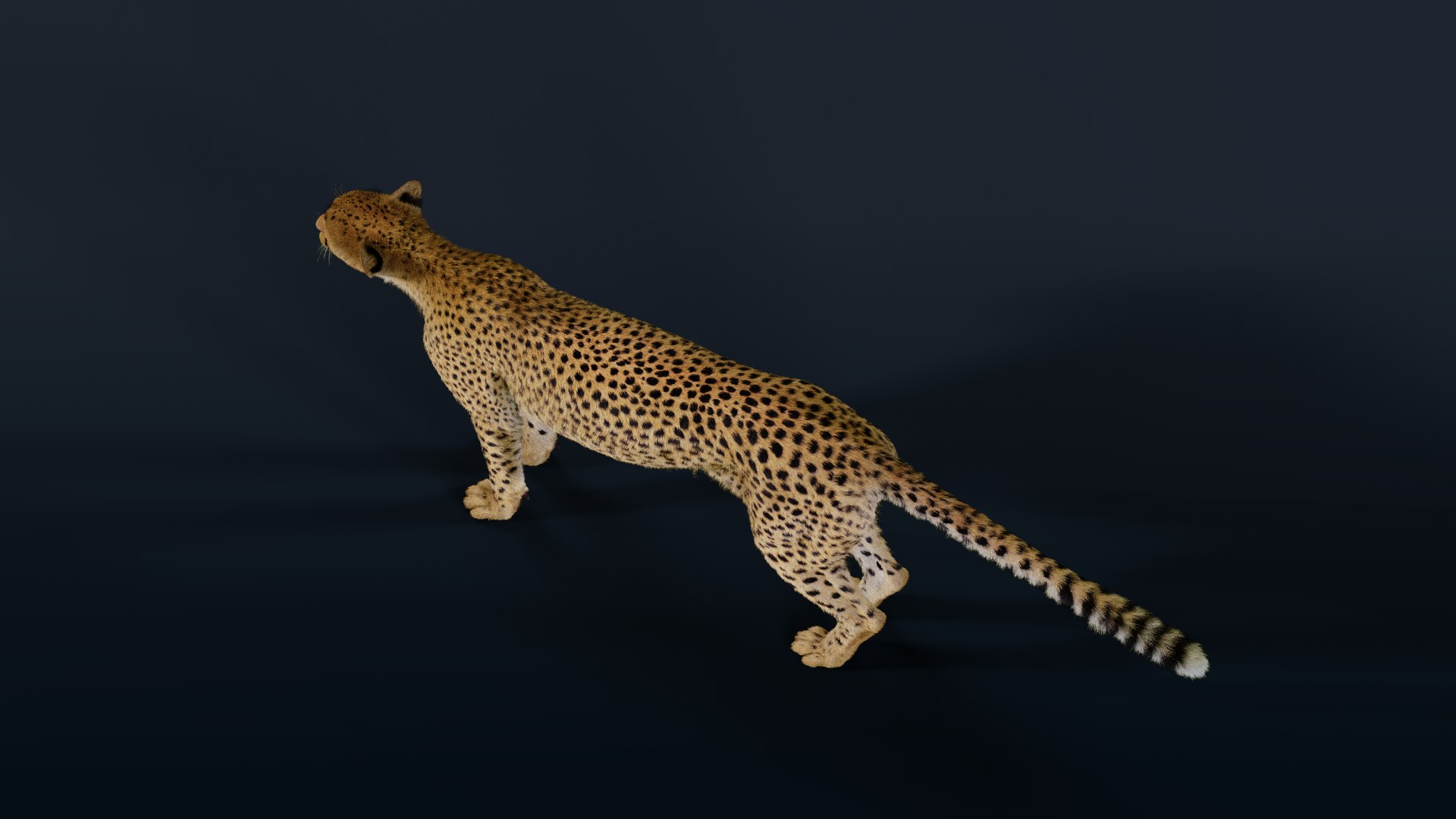 3D Model Realistic Cheetah Fur - TurboSquid 1590248