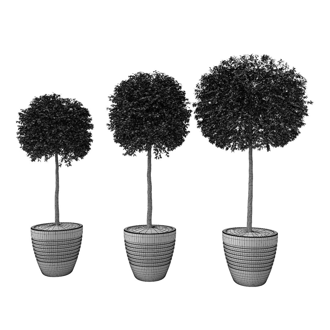 Boxwood Tree 3D Model - TurboSquid 1151095