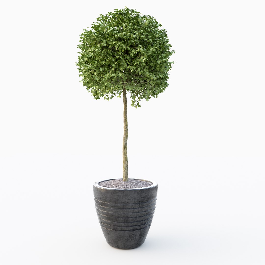 Boxwood Tree 3D Model - TurboSquid 1151095