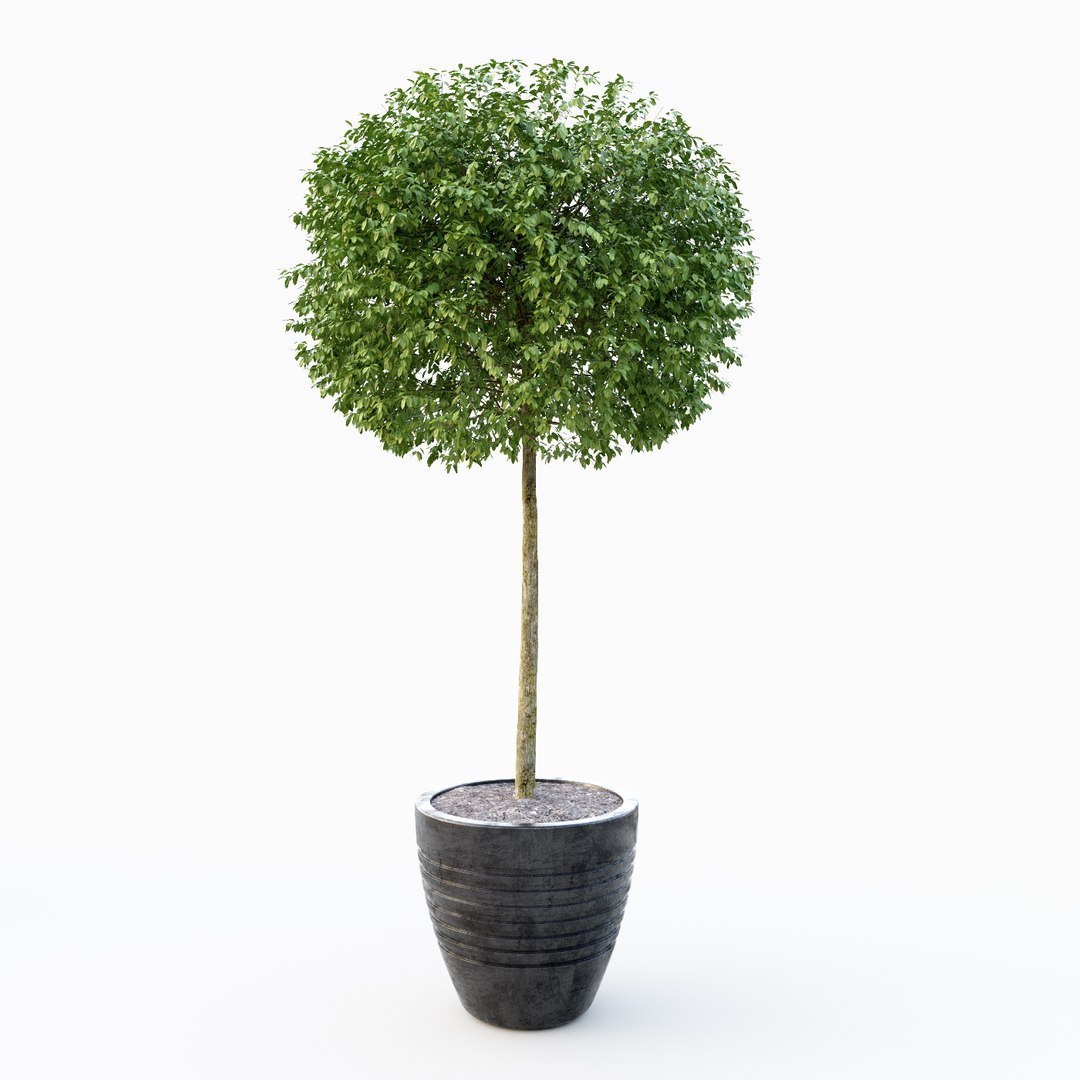 Boxwood Tree 3D Model - TurboSquid 1151095