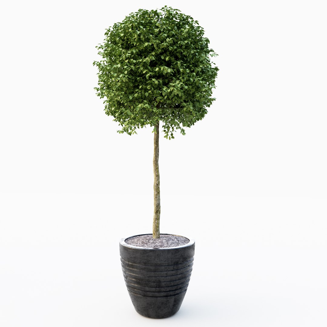 Boxwood Tree 3D Model - TurboSquid 1151095