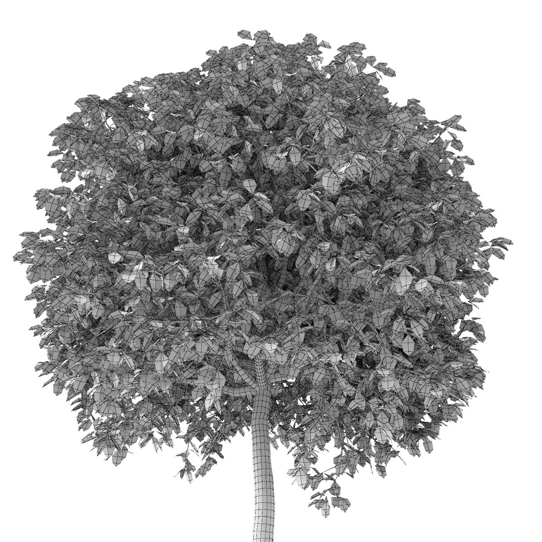 Boxwood Tree 3D Model - TurboSquid 1151095